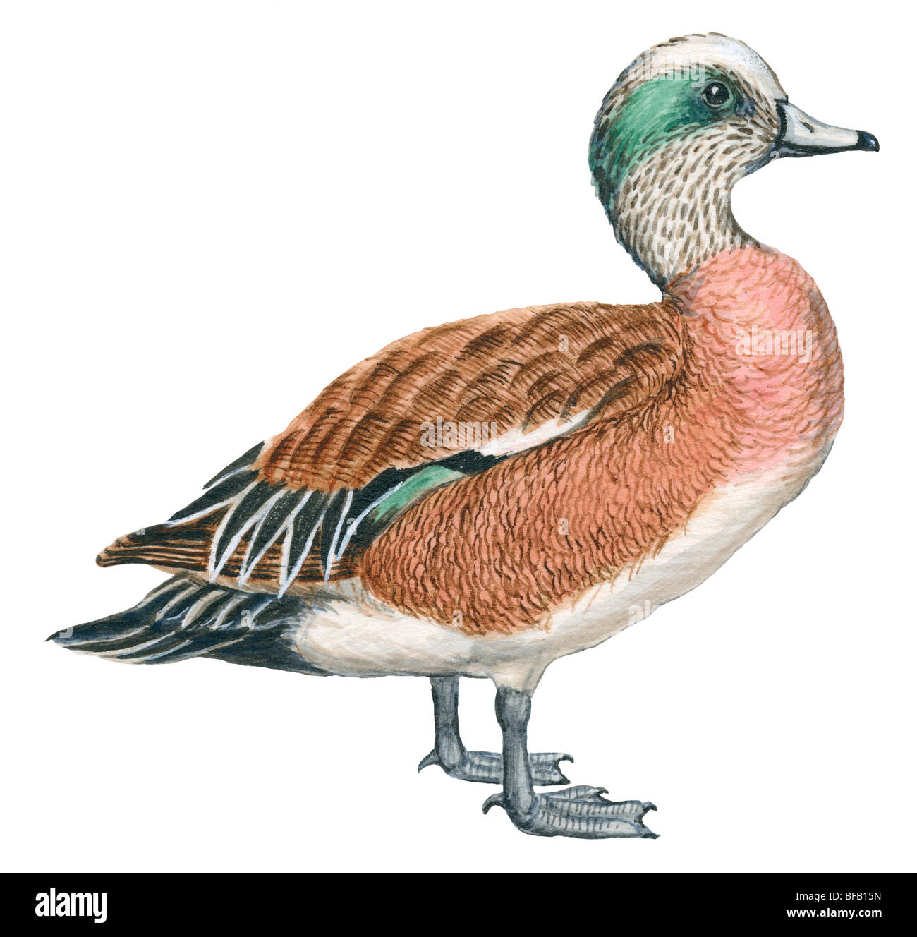 American wigeon illustration birds aves american hi-res stock ...