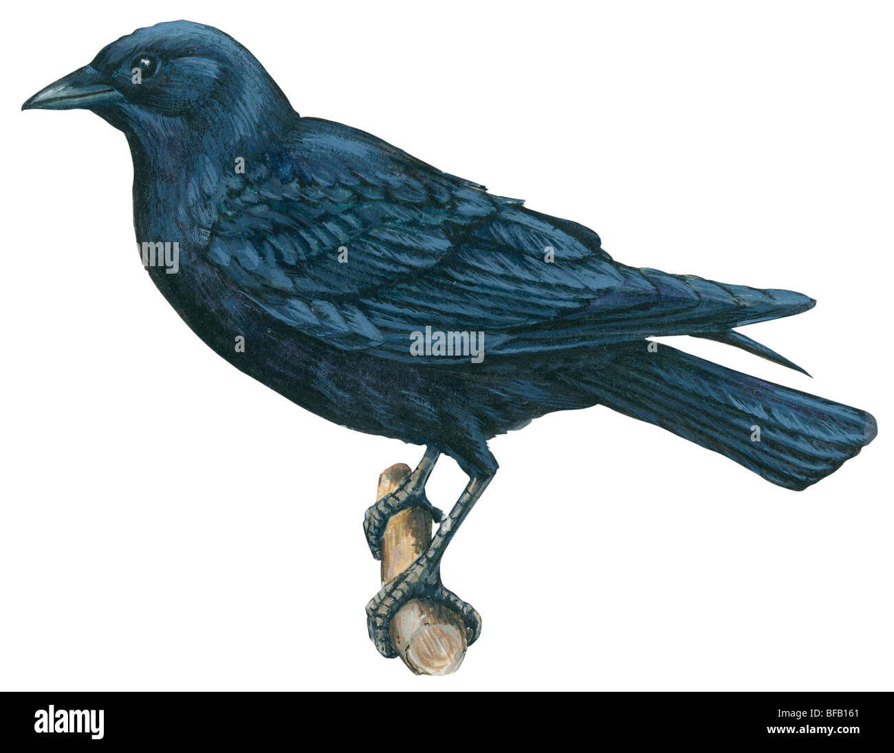 Crow illustration hi-res stock photography and images - Alamy