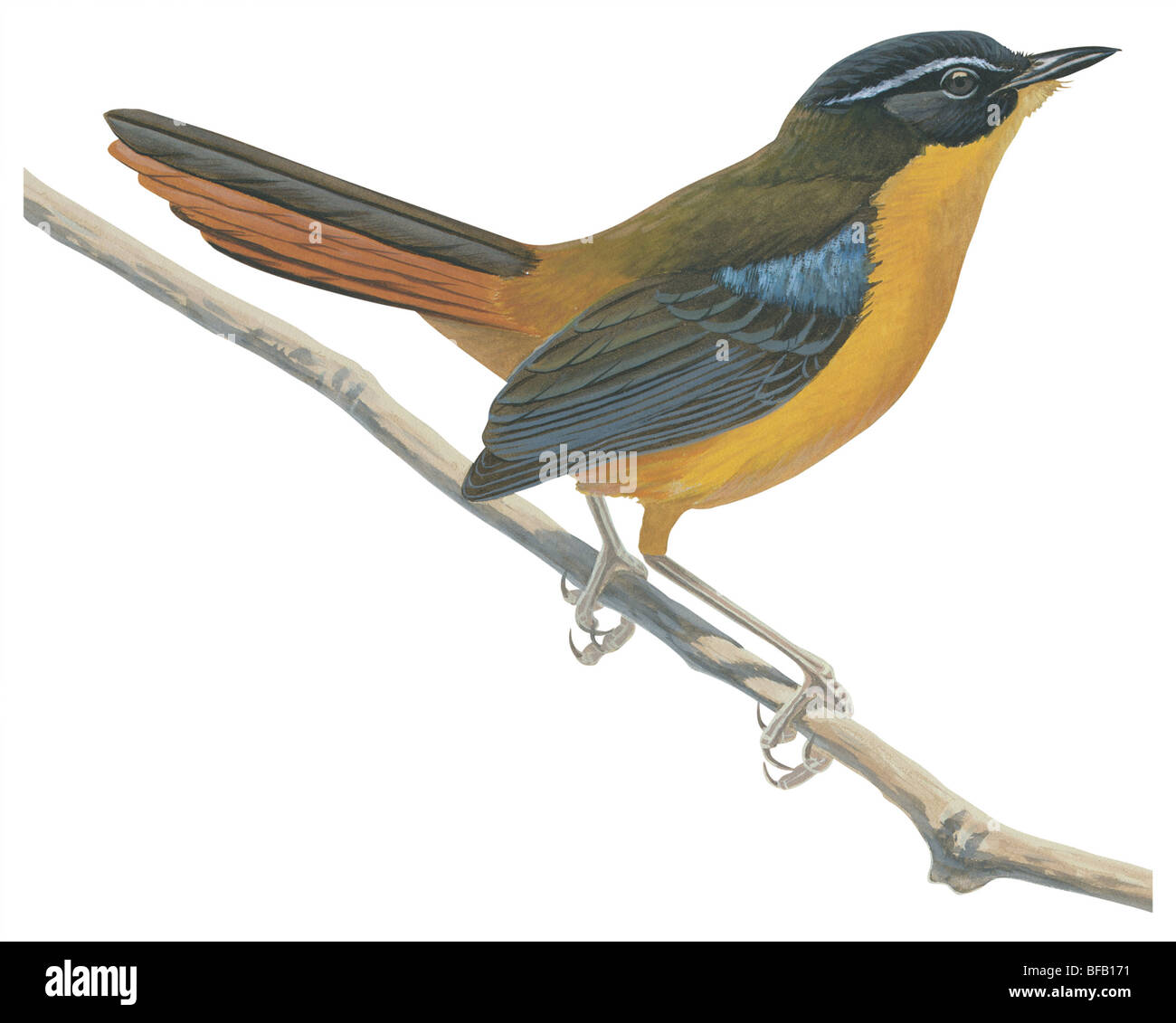 Thrush drawing hi-res stock photography and images - Alamy