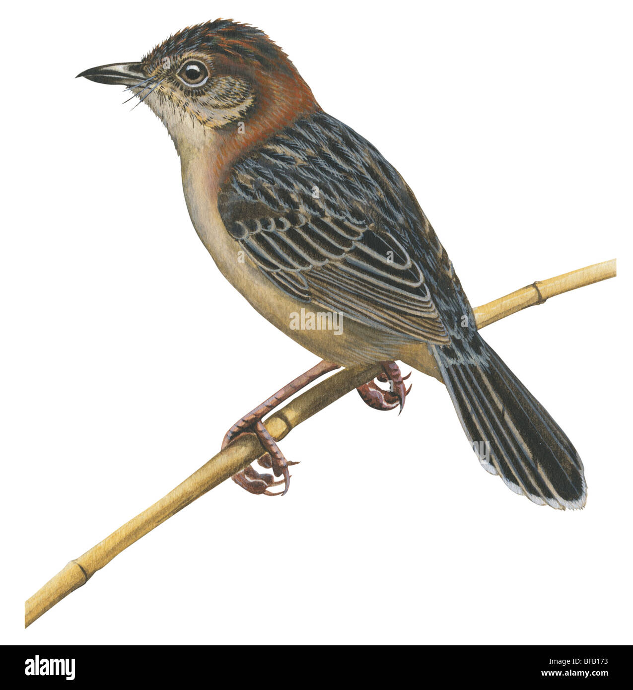 Stout animal hi-res stock photography and images - Alamy