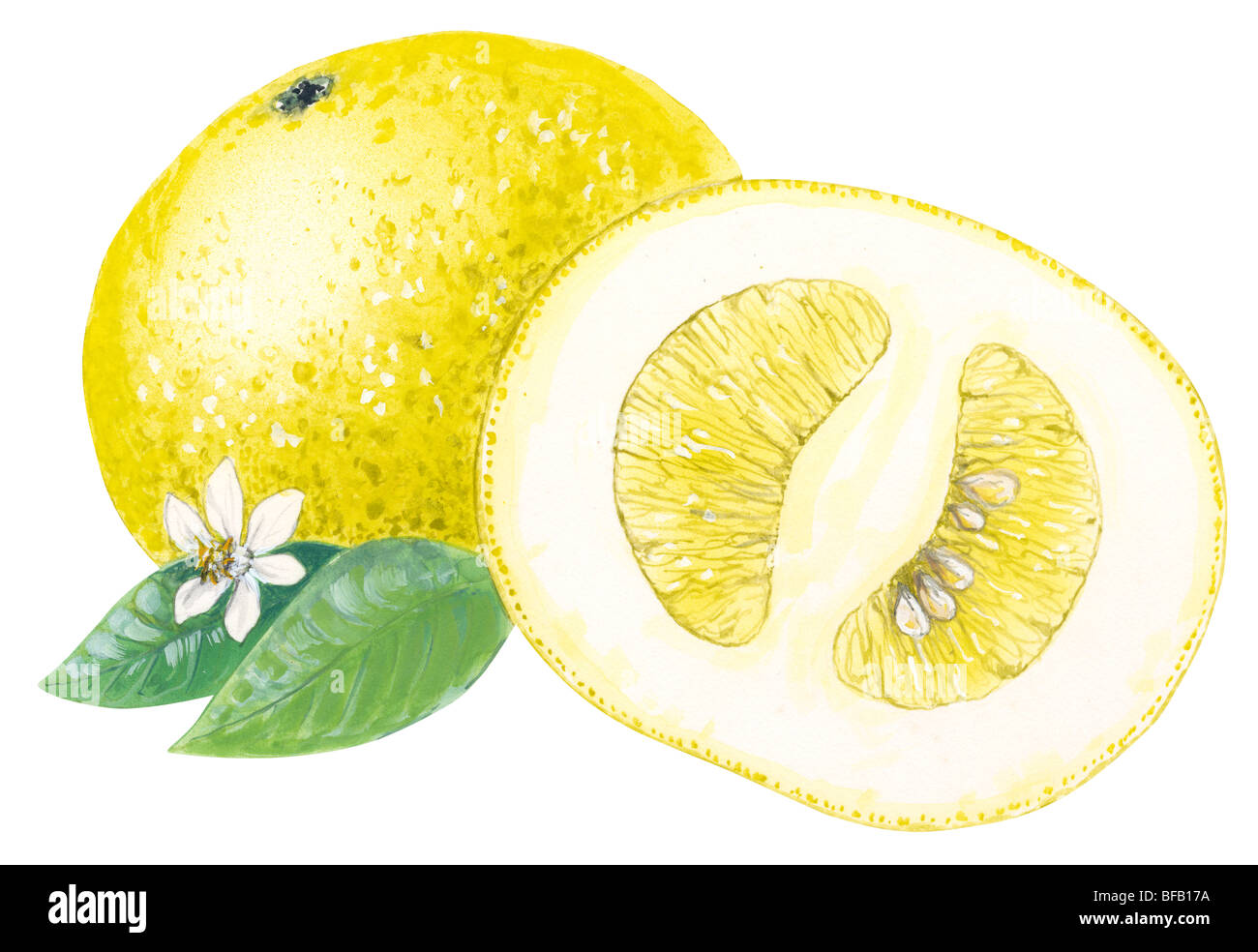 Drawing with fruit hi-res stock photography and images - Alamy