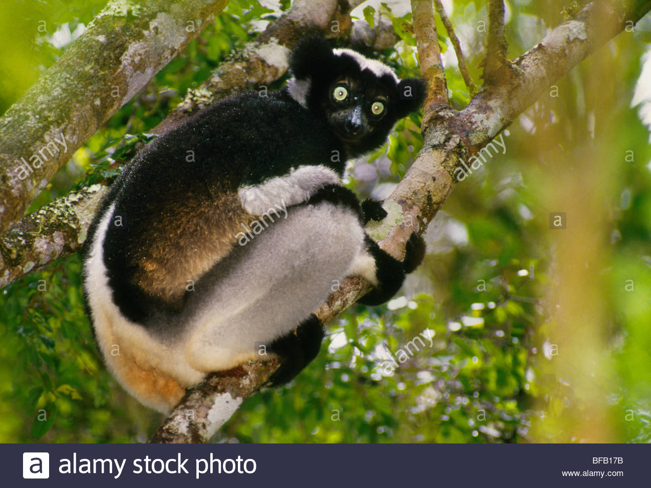Indri Indri Stock Photos & Indri Indri Stock Images - Alamy