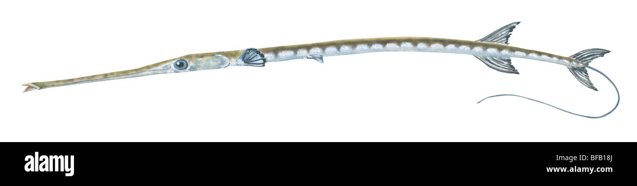 Atlantic cornetfish hi-res stock photography and images - Alamy