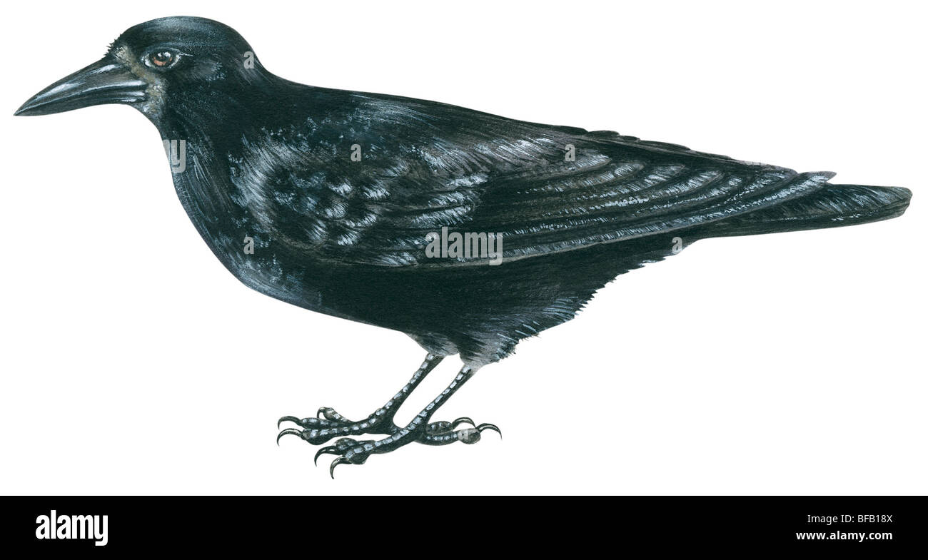 Drawings of animals and birds hi-res stock photography and images - Alamy