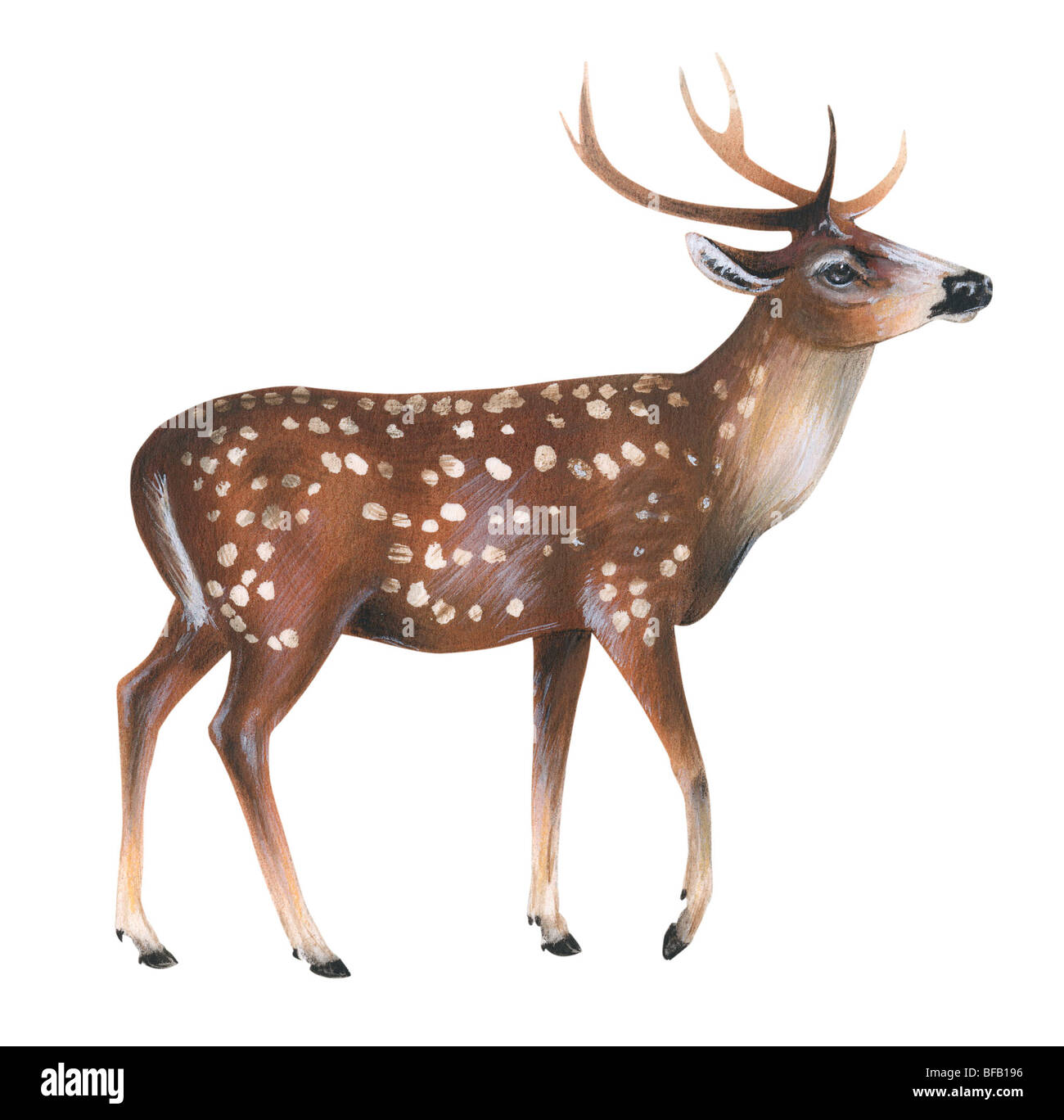 Old drawing deer hi-res stock photography and images - Alamy