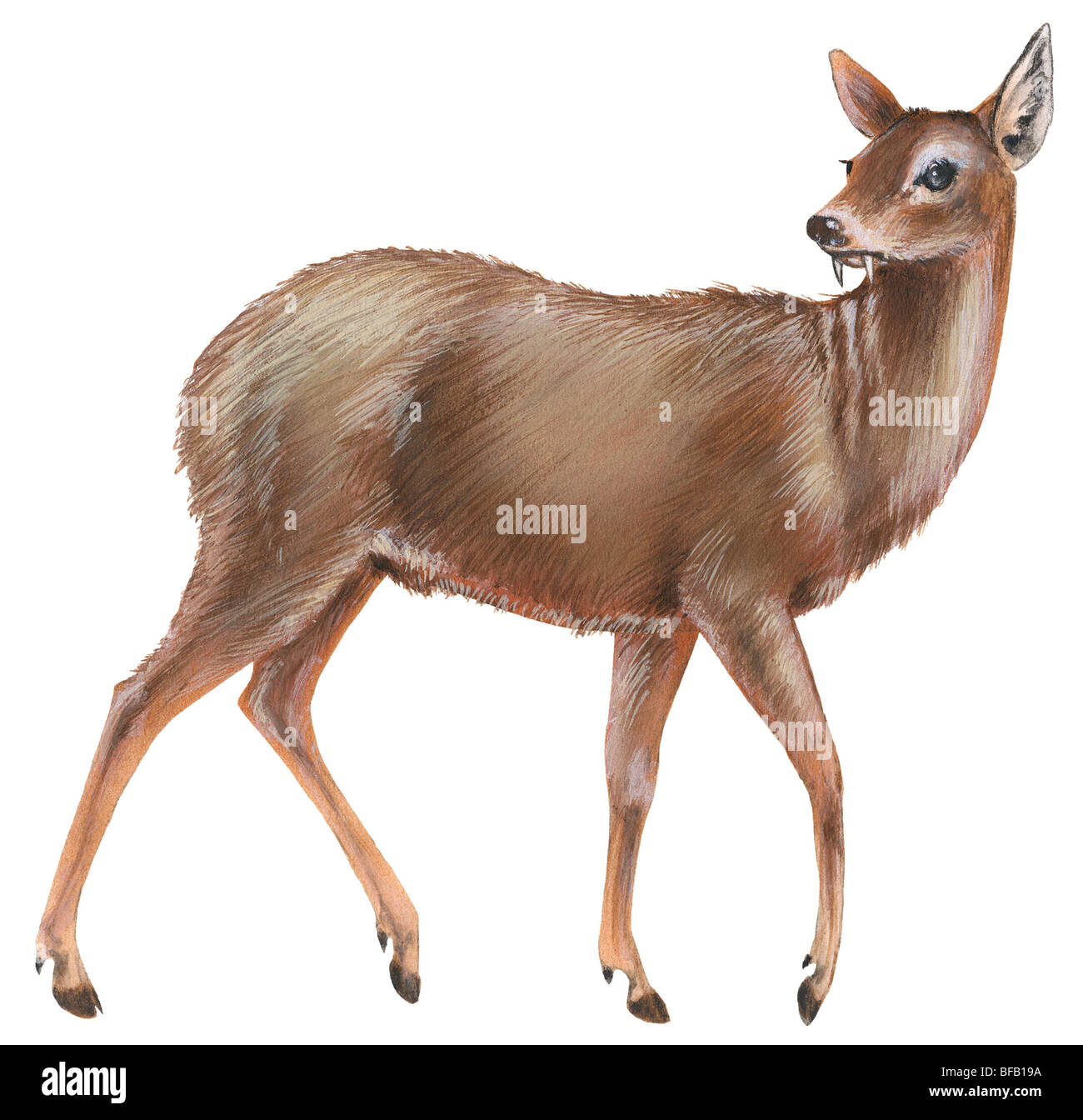 Chinese water deer Stock Photo - Alamy