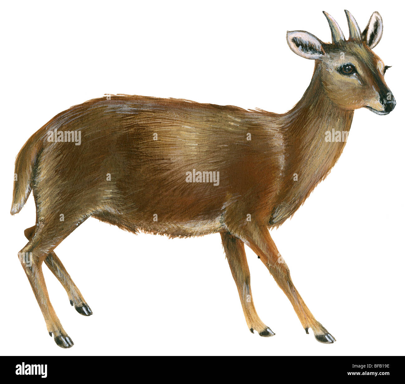 Southern or chilean or common pudu pudu puda hi-res stock photography ...