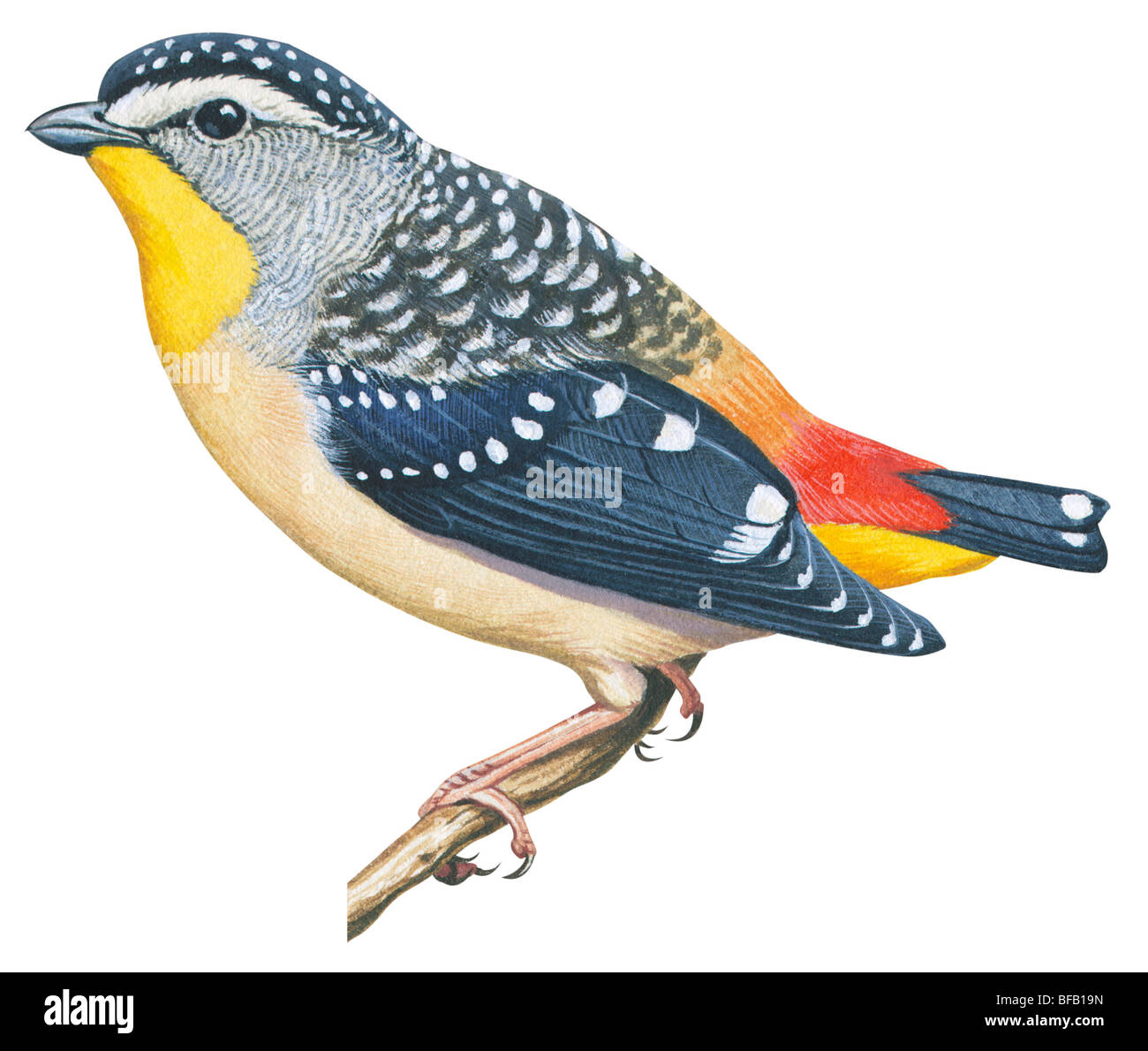 Spotted diamondbird hi-res stock photography and images - Alamy