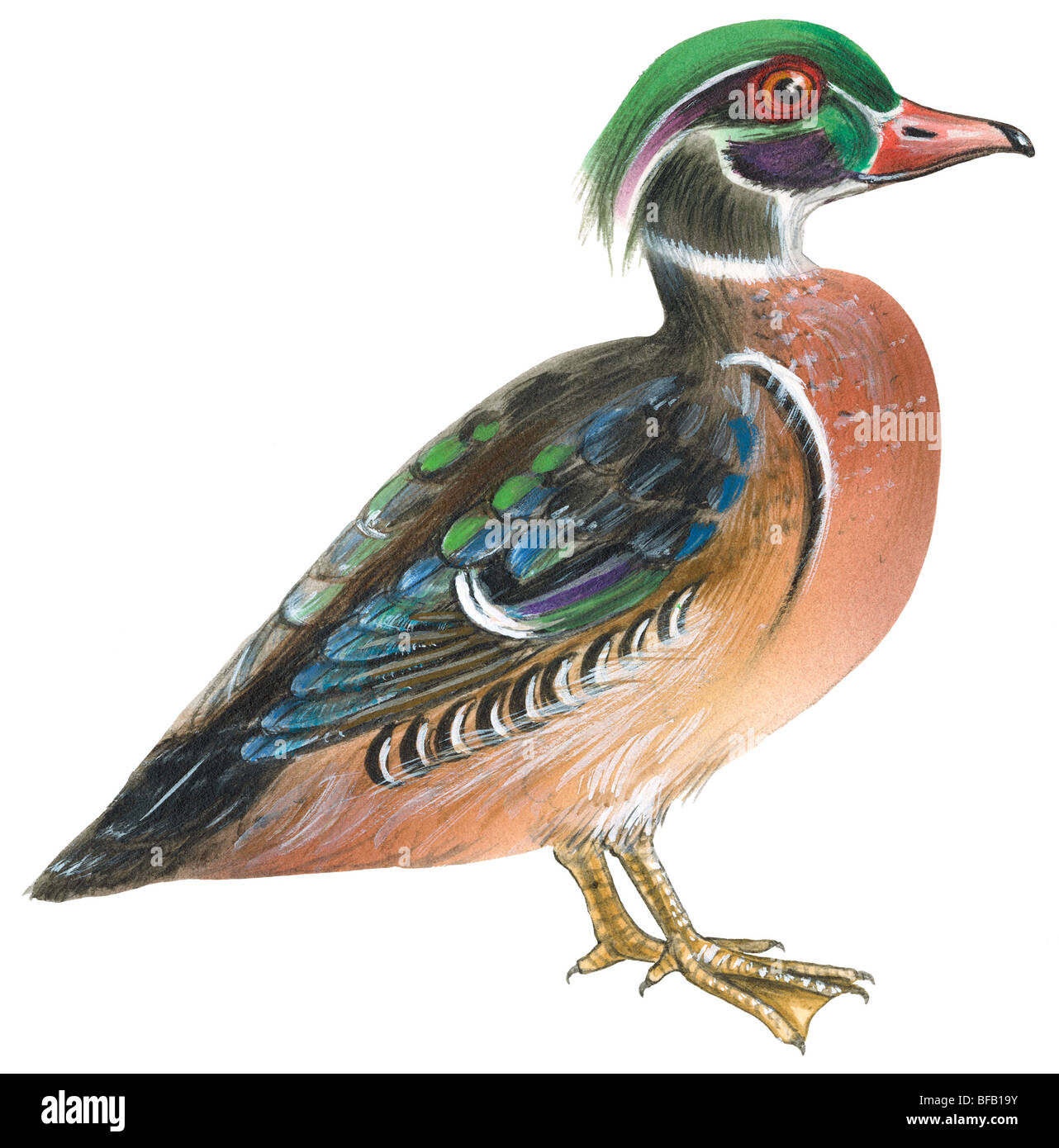 Duck biology Cut Out Stock Images & Pictures - Alamy