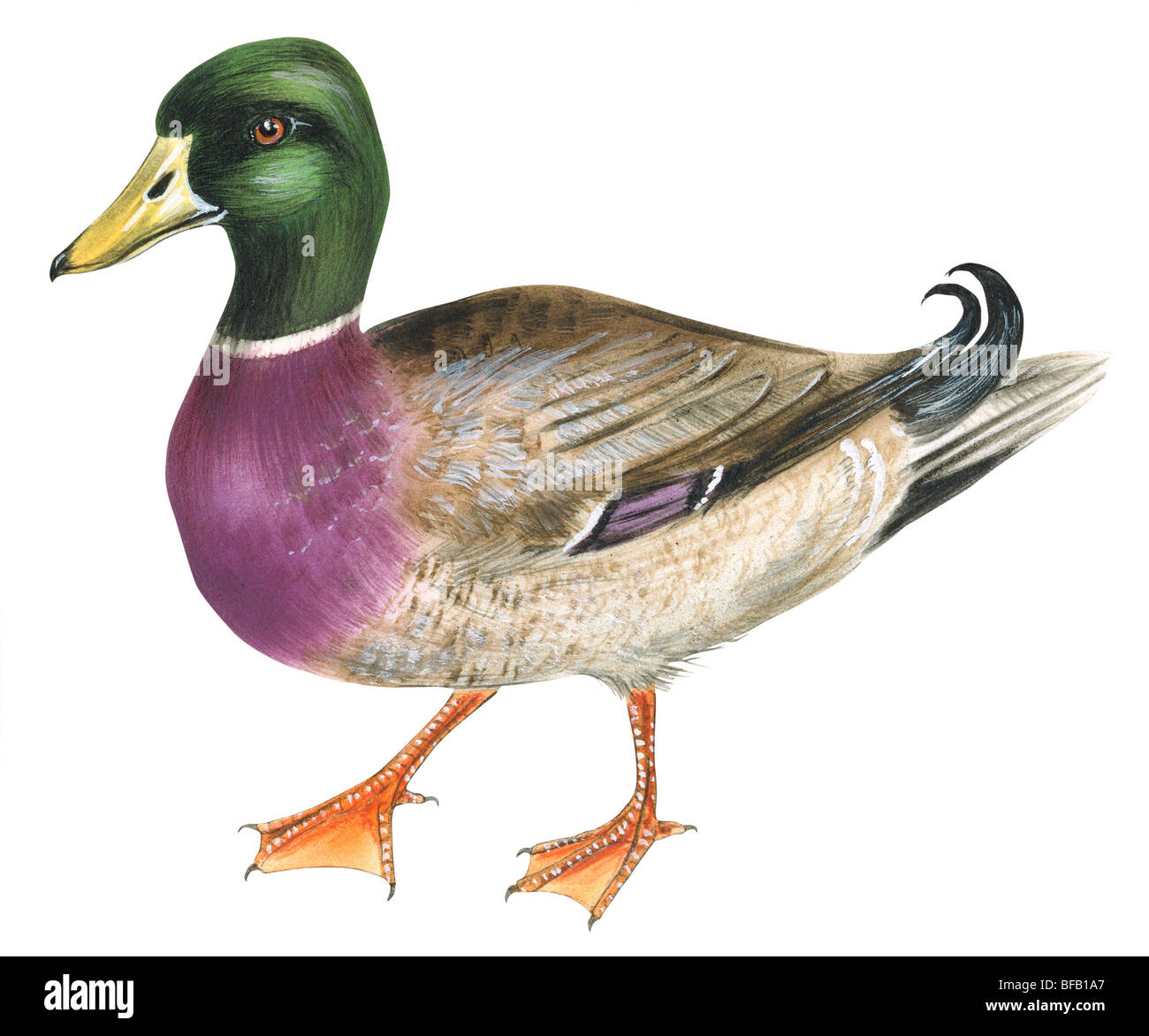 Illustration mallard duck hi-res stock photography and images - Alamy