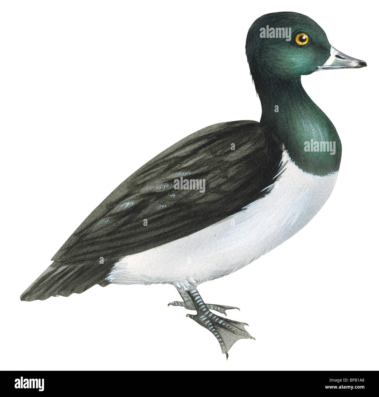 Ring necked Cut Out Stock Images & Pictures - Alamy