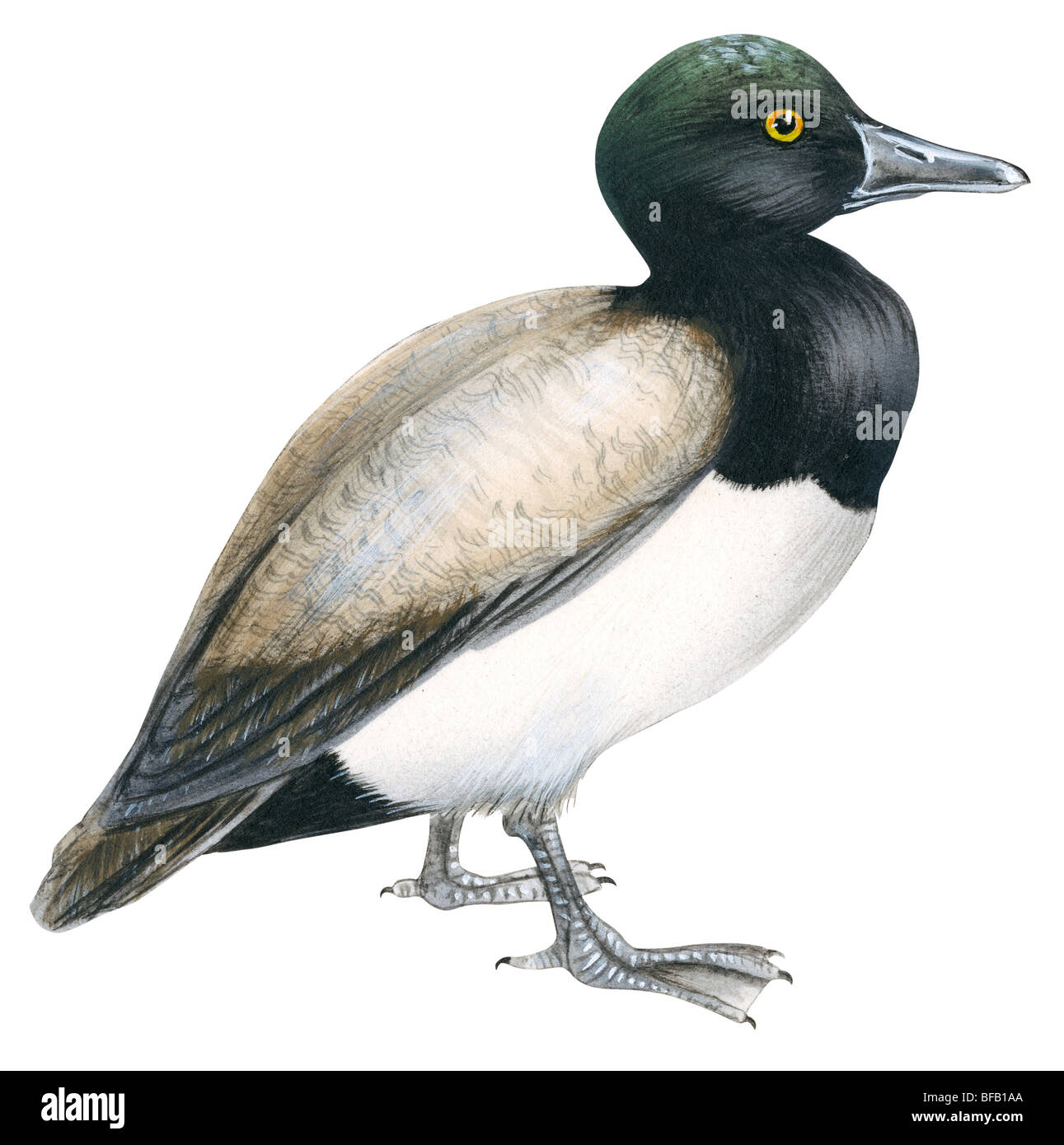 Bluebill Cut Out Stock Images & Pictures - Alamy