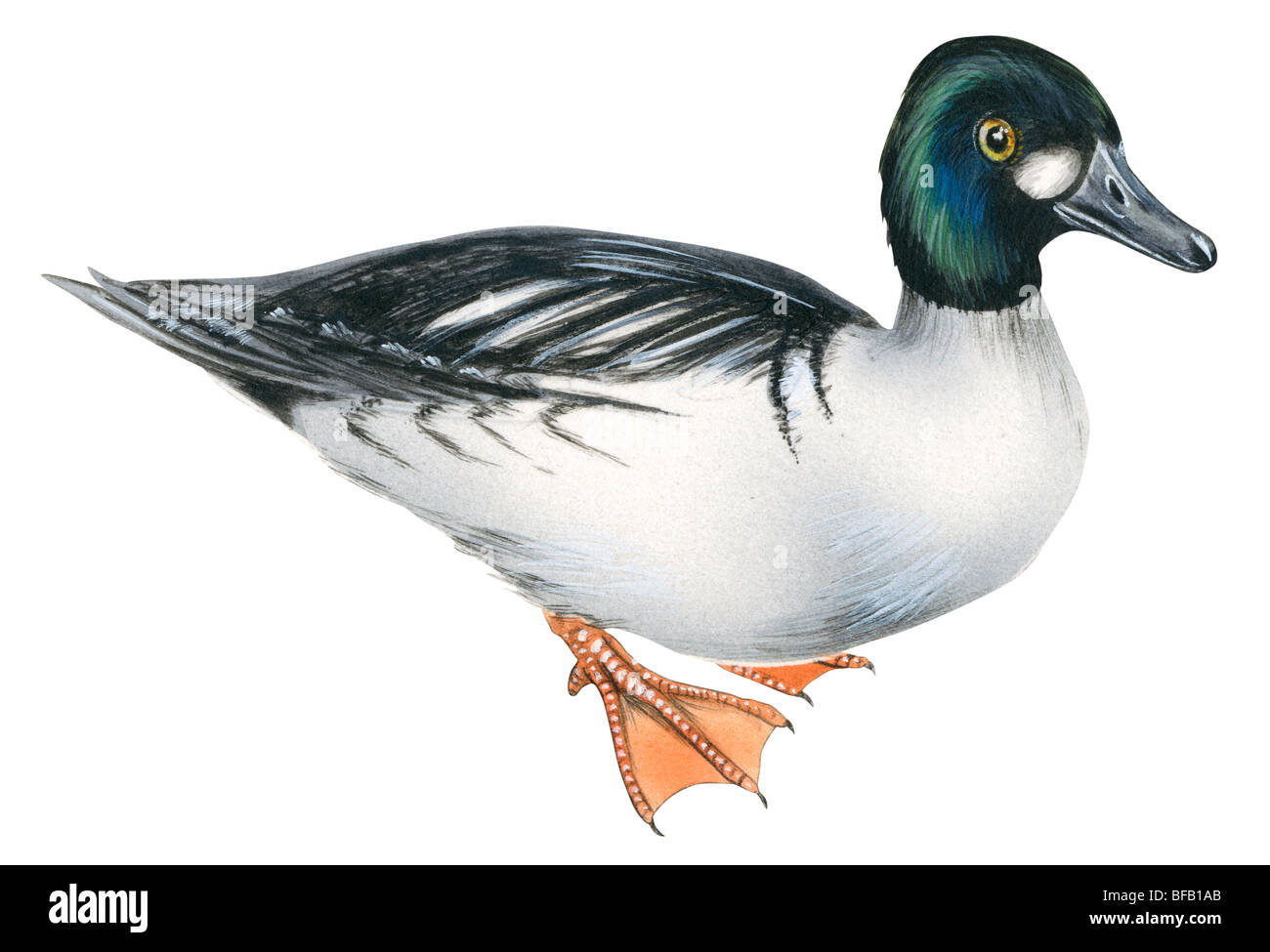 Goldeneye illustration birds aves goldeneye duck hi-res stock ...