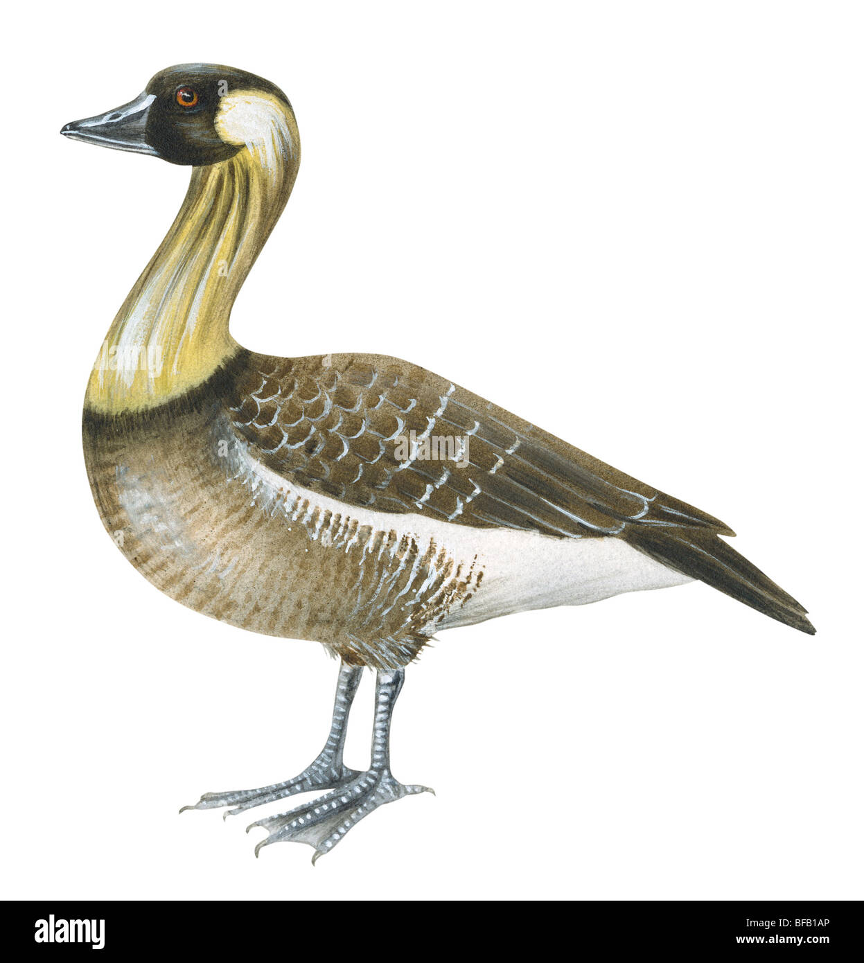 Nene Goose Clipart Cute