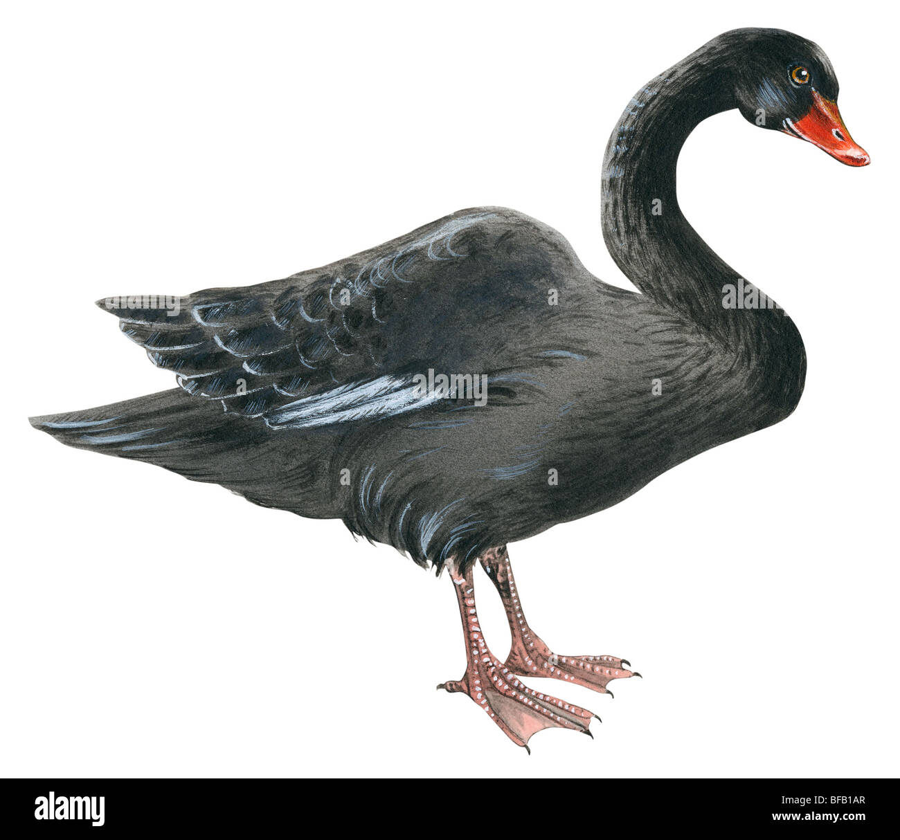 Swan drawing hi-res stock photography and images - Alamy