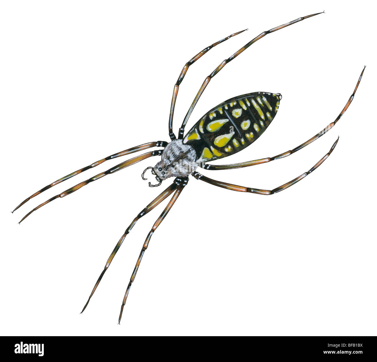 Golden orb weaver drawing hi-res stock photography and images - Alamy