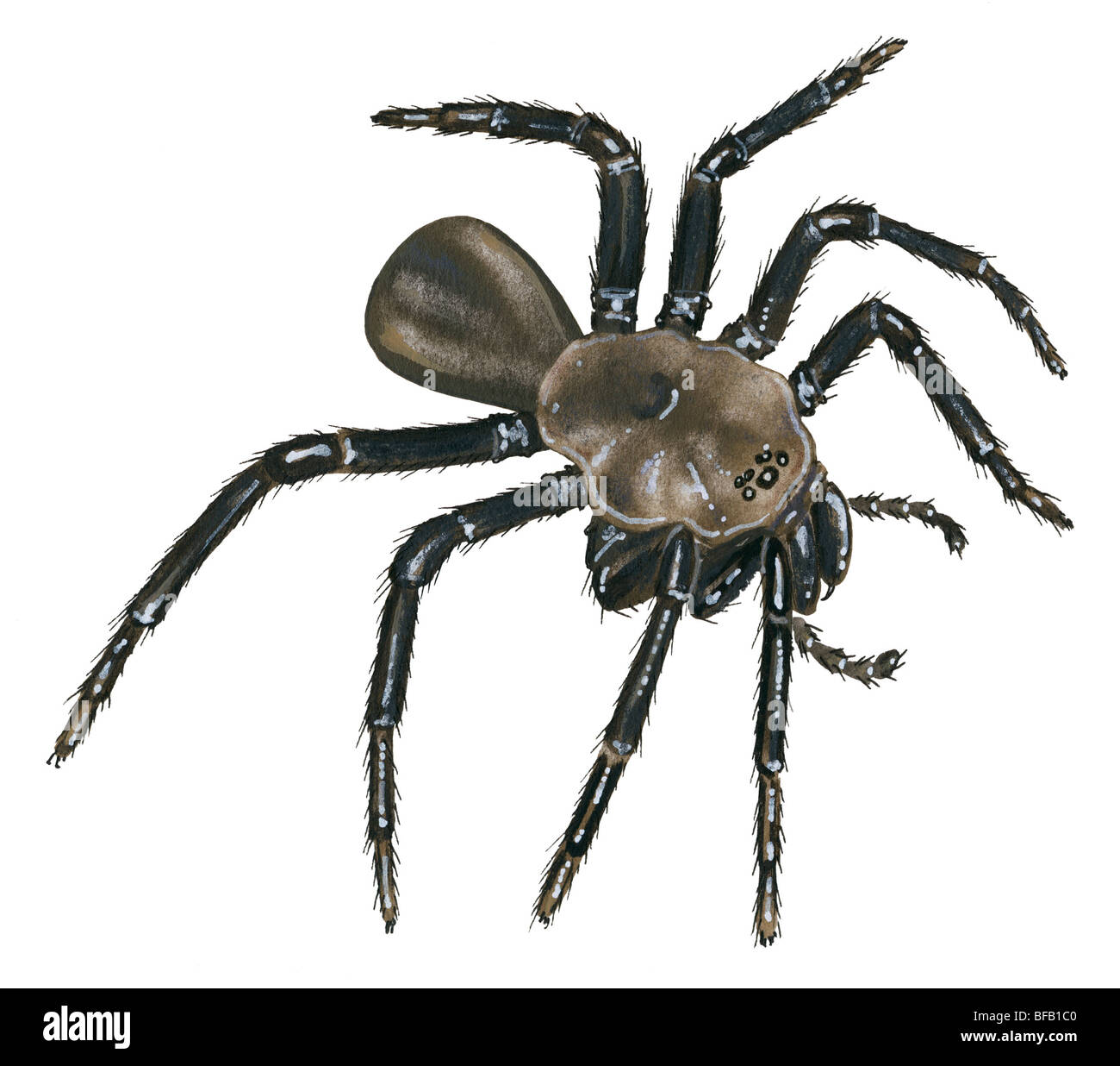 Trap door hi-res stock photography and images - Alamy