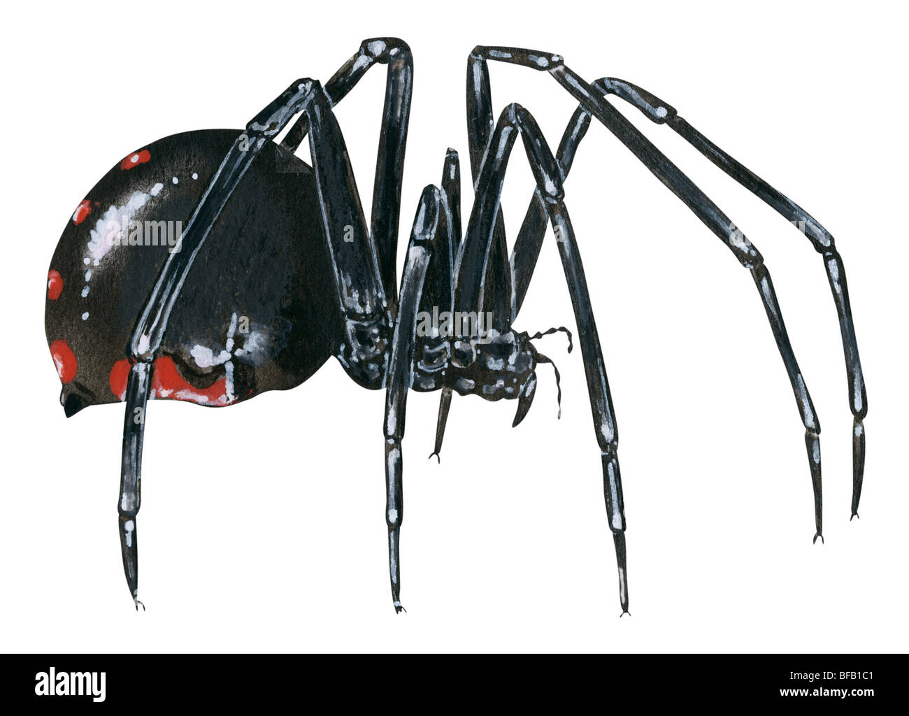 The black widow spider hi-res stock photography and images - Alamy