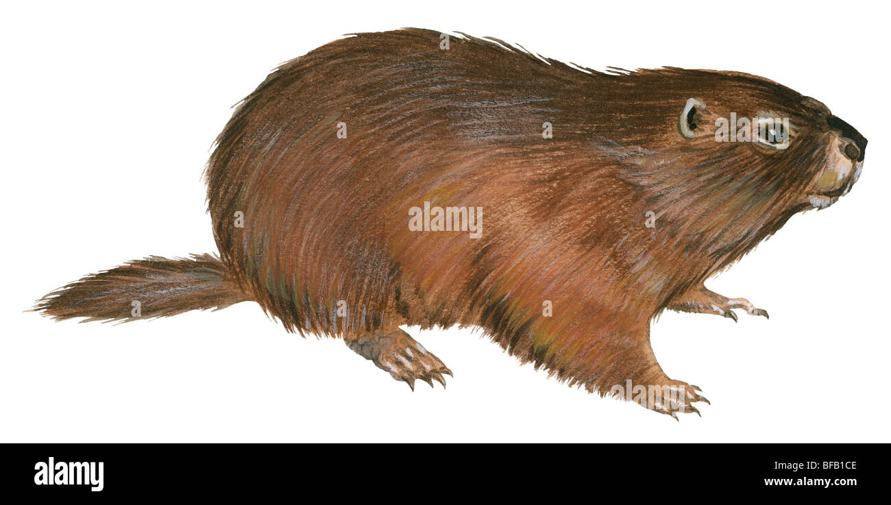 Woodchuck illustration Cut Out Stock Images & Pictures - Alamy