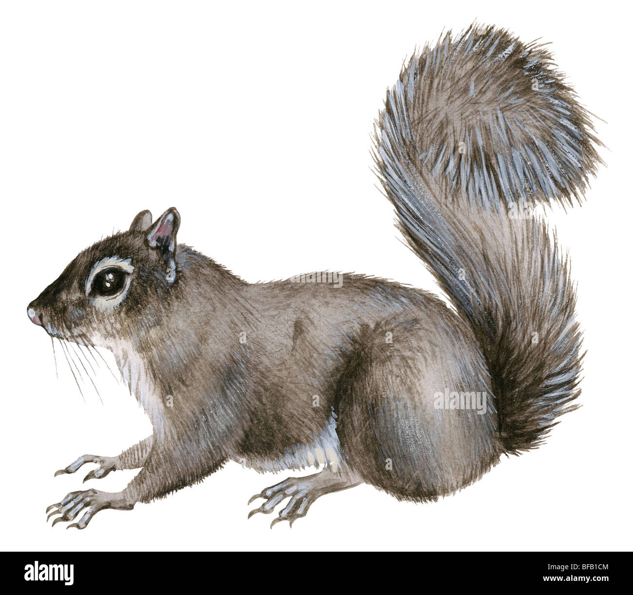 Gray Squirrel Drawing