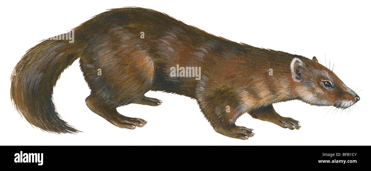 Marten and sable hi-res stock photography and images - Alamy