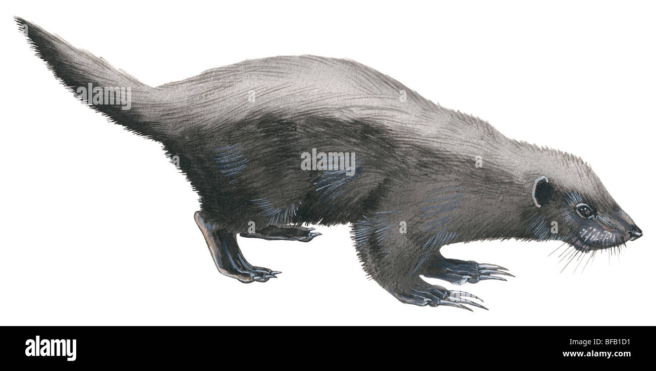 Ratel hi-res stock photography and images - Alamy