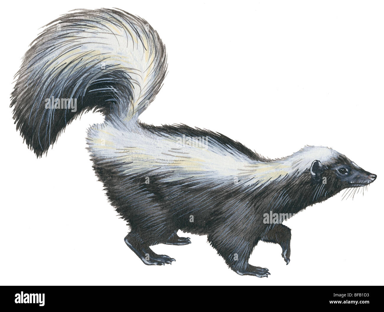 Skunk Drawing Cut Out Stock Images & Pictures - Alamy