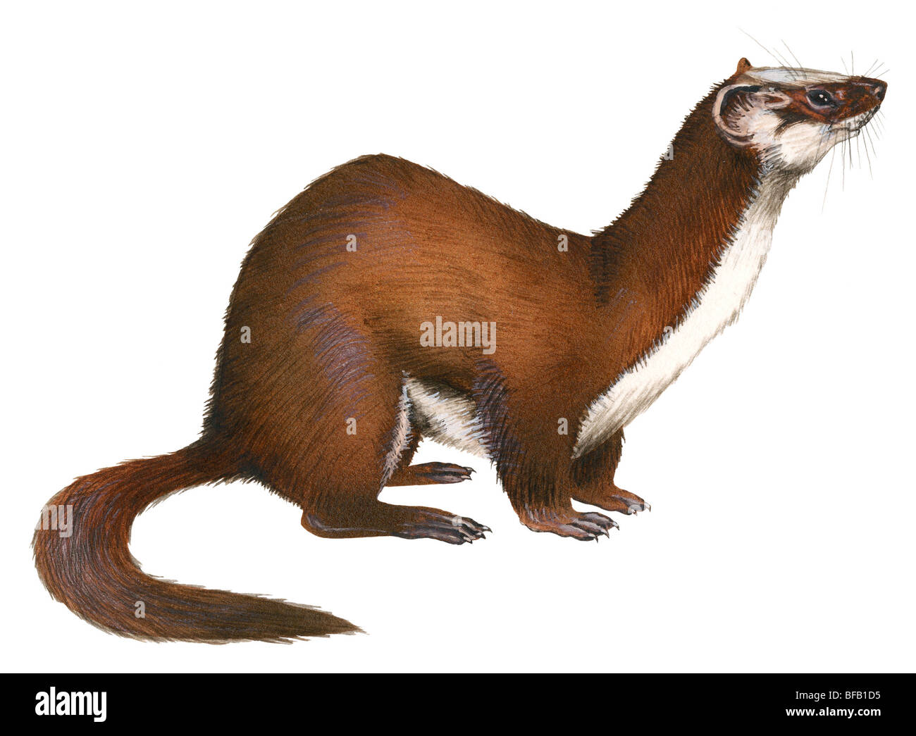 Weasel art hi-res stock photography and images - Alamy