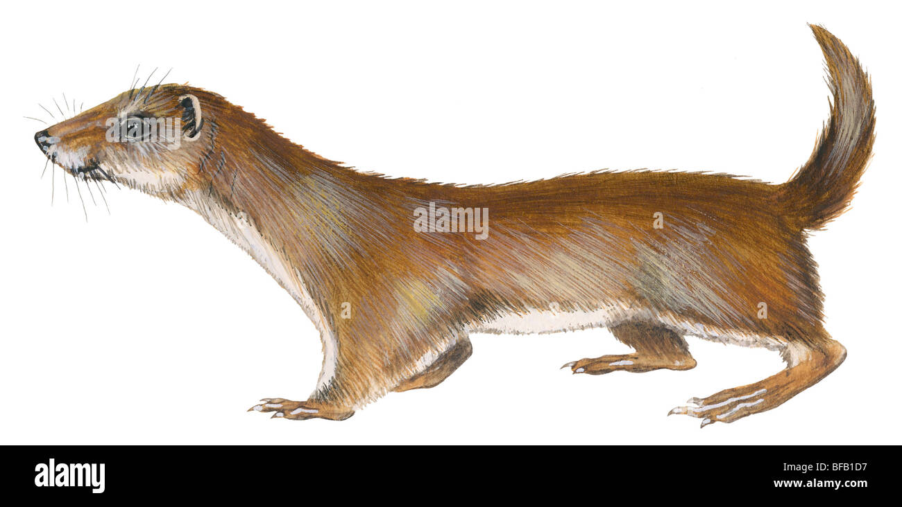 Weasel art hi-res stock photography and images - Alamy