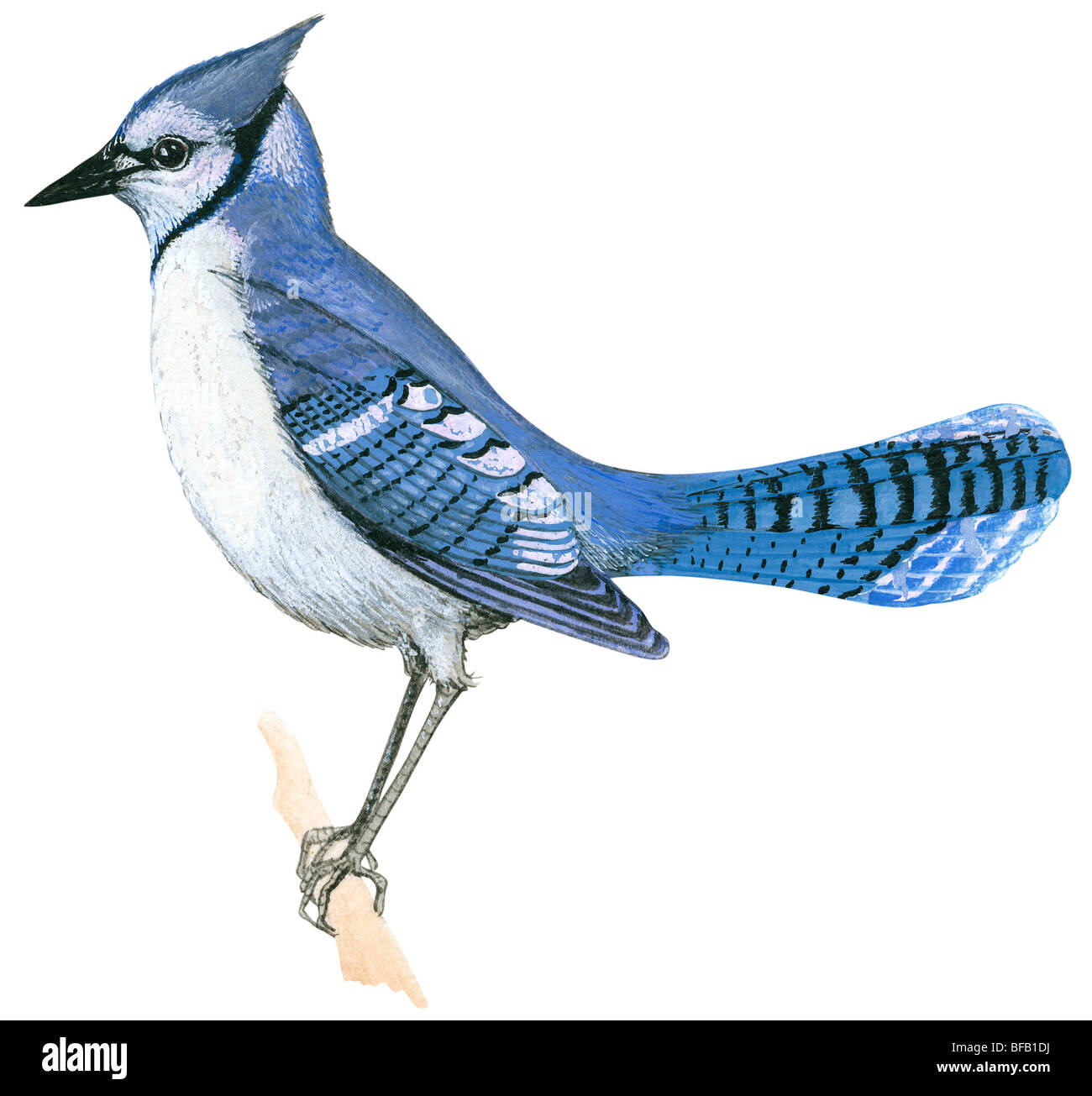 Blue jay bird Cut Out Stock Images & Pictures - Alamy