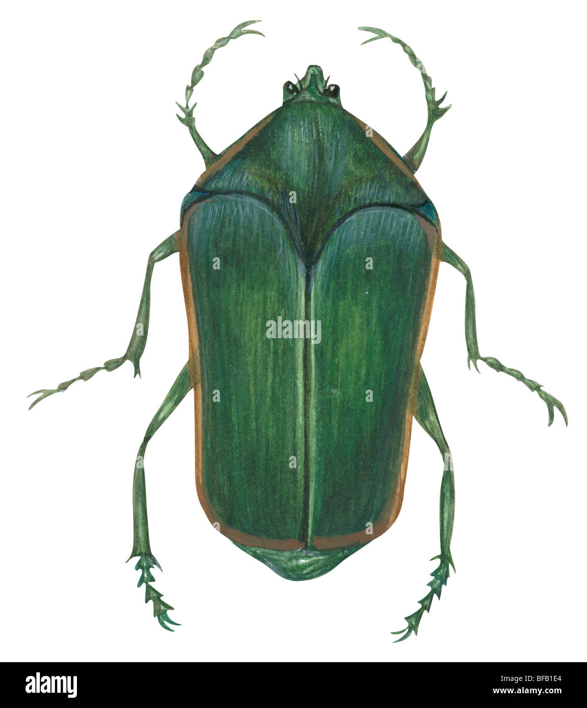 Green june beetle Stock Photo - Alamy