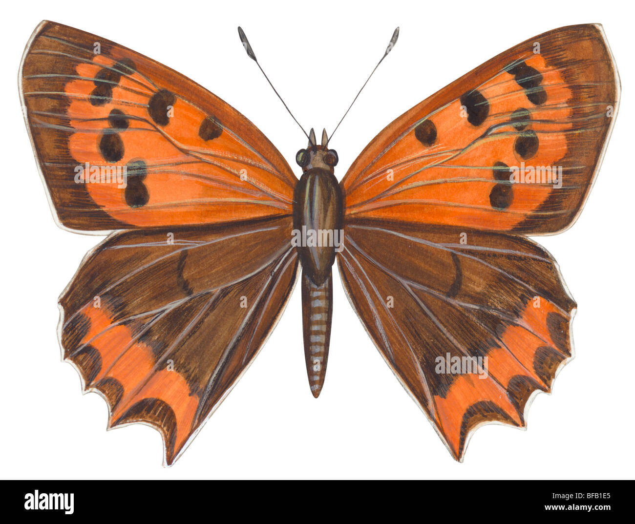 American animal illustration hi-res stock photography and images - Alamy