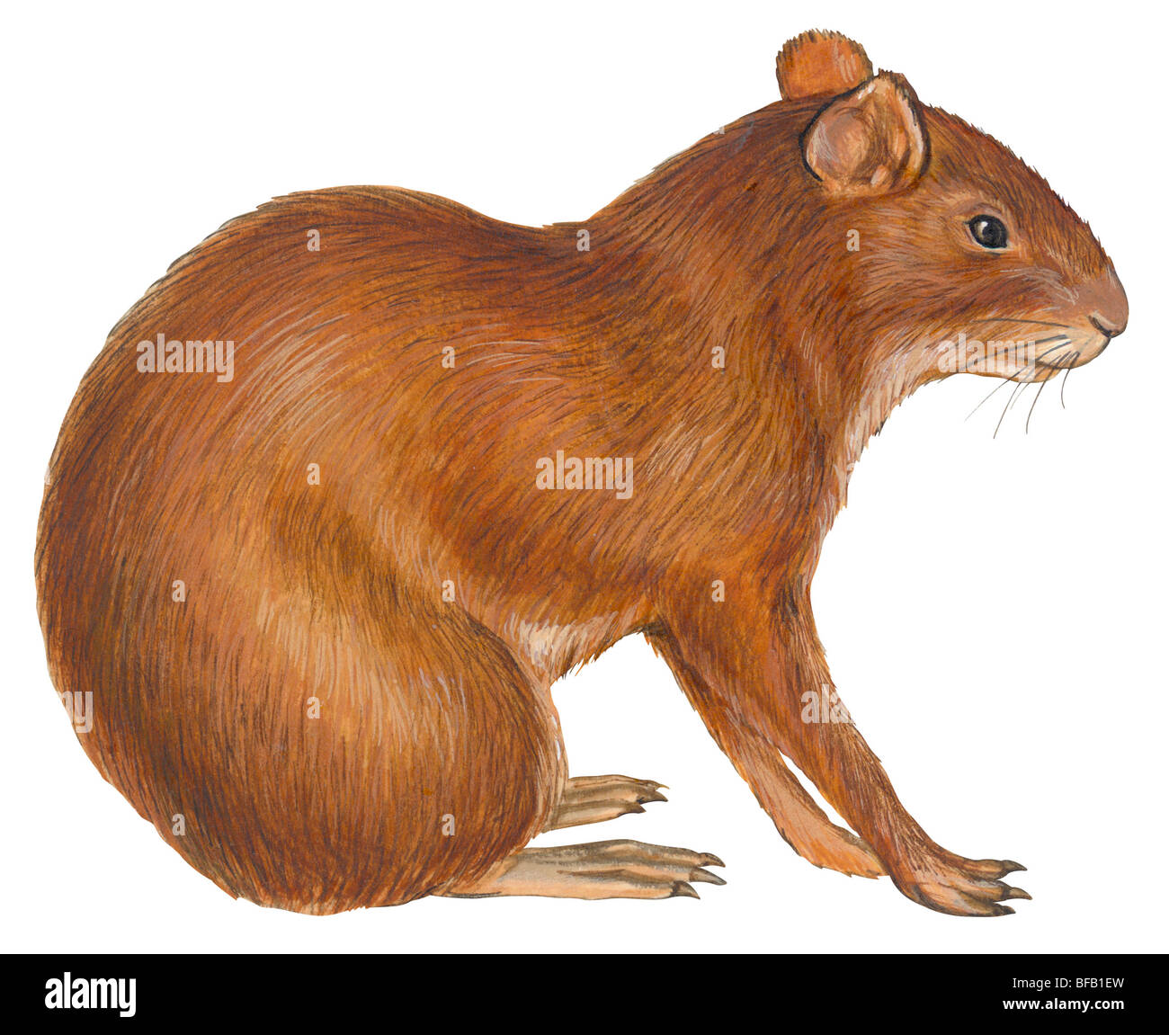 Rainforest animal illustration Cut Out Stock Images & Pictures - Alamy