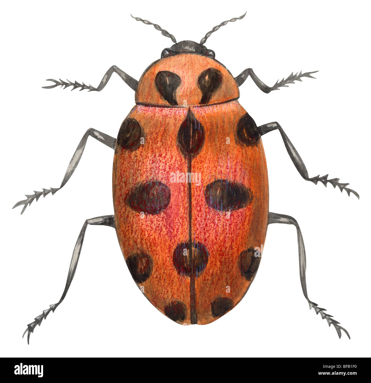 Twelve hi-res stock photography and images - Alamy