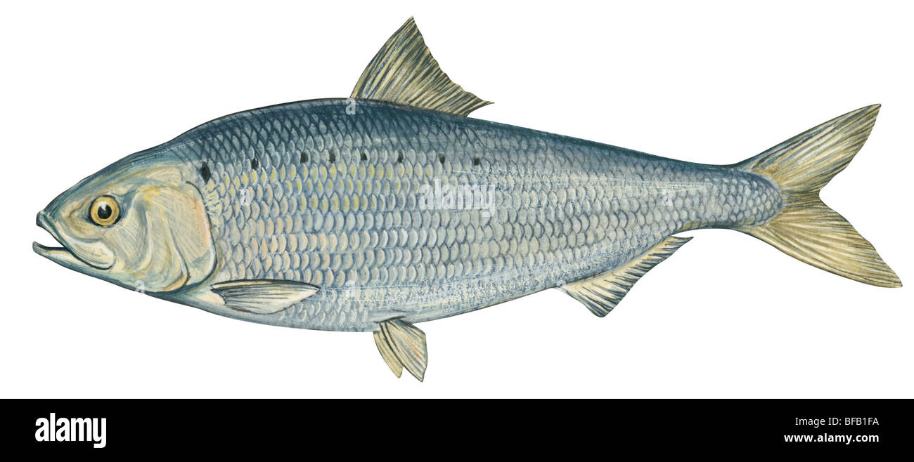 American shad hi-res stock photography and images - Alamy