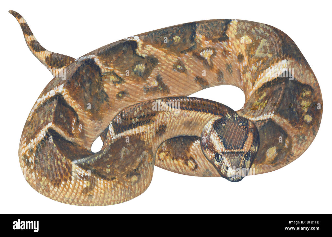 Puff adder african puff adder Cut Out Stock Images & Pictures - Alamy