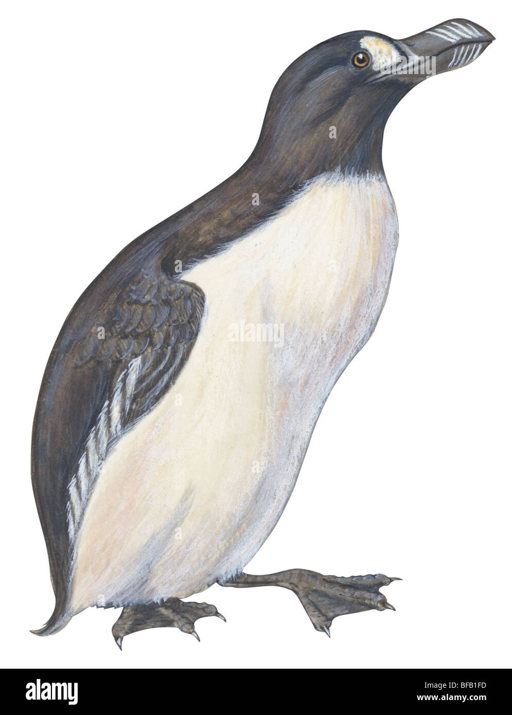 Great auk extinct hi-res stock photography and images - Alamy
