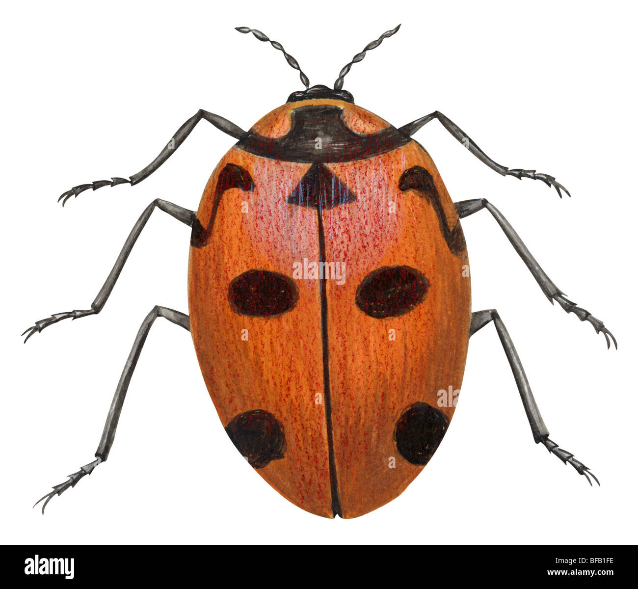 Nine animals hi-res stock photography and images - Alamy