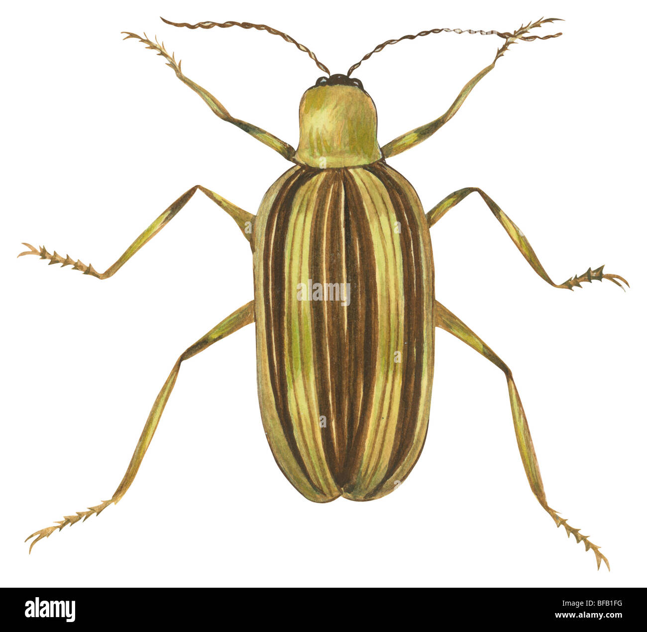 Striped cucumber beetle hi-res stock photography and images - Alamy