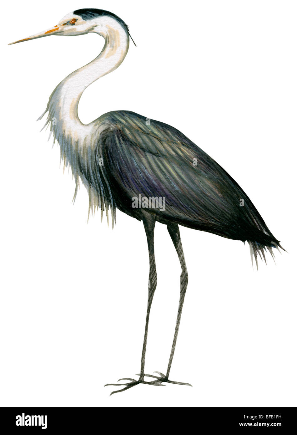 Heron bird illustration hi-res stock photography and images - Alamy