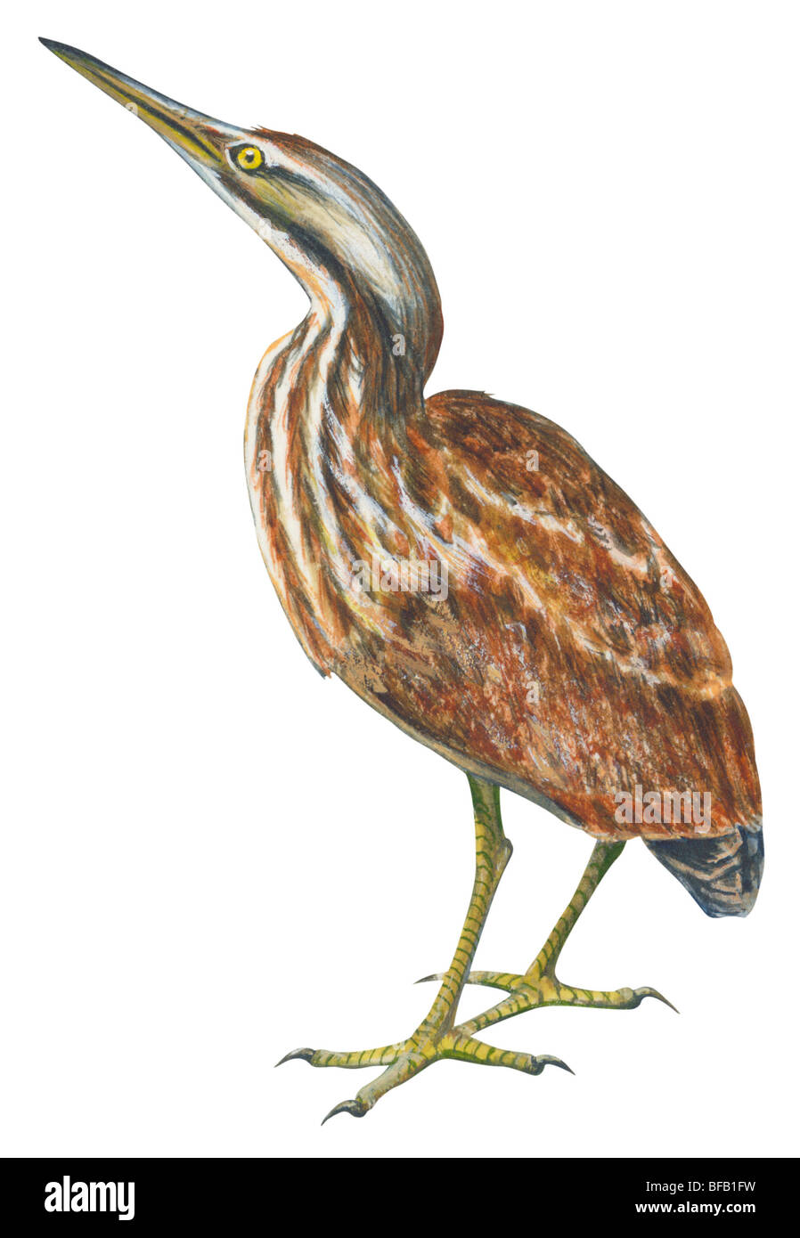 American bird illustrations hi-res stock photography and images - Alamy