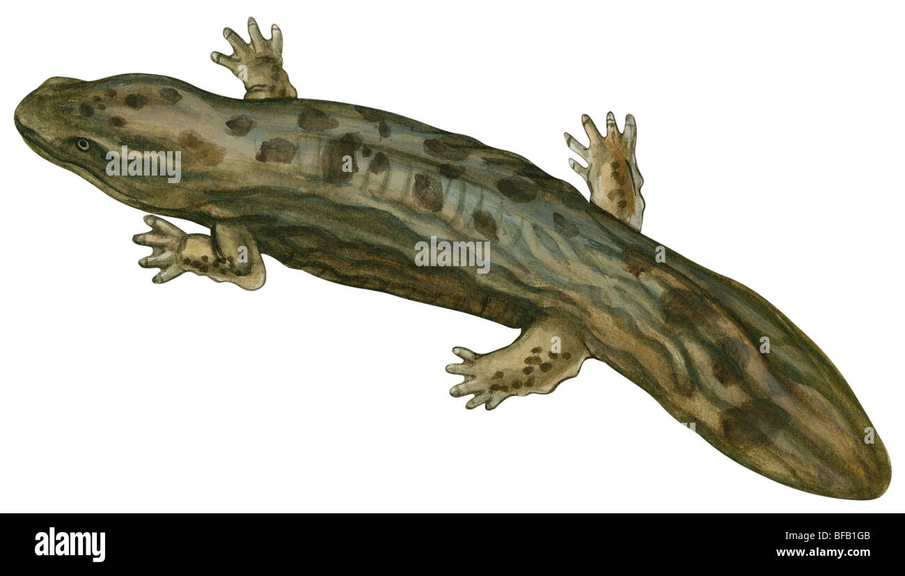 Hellbender illustration hi-res stock photography and images - Alamy