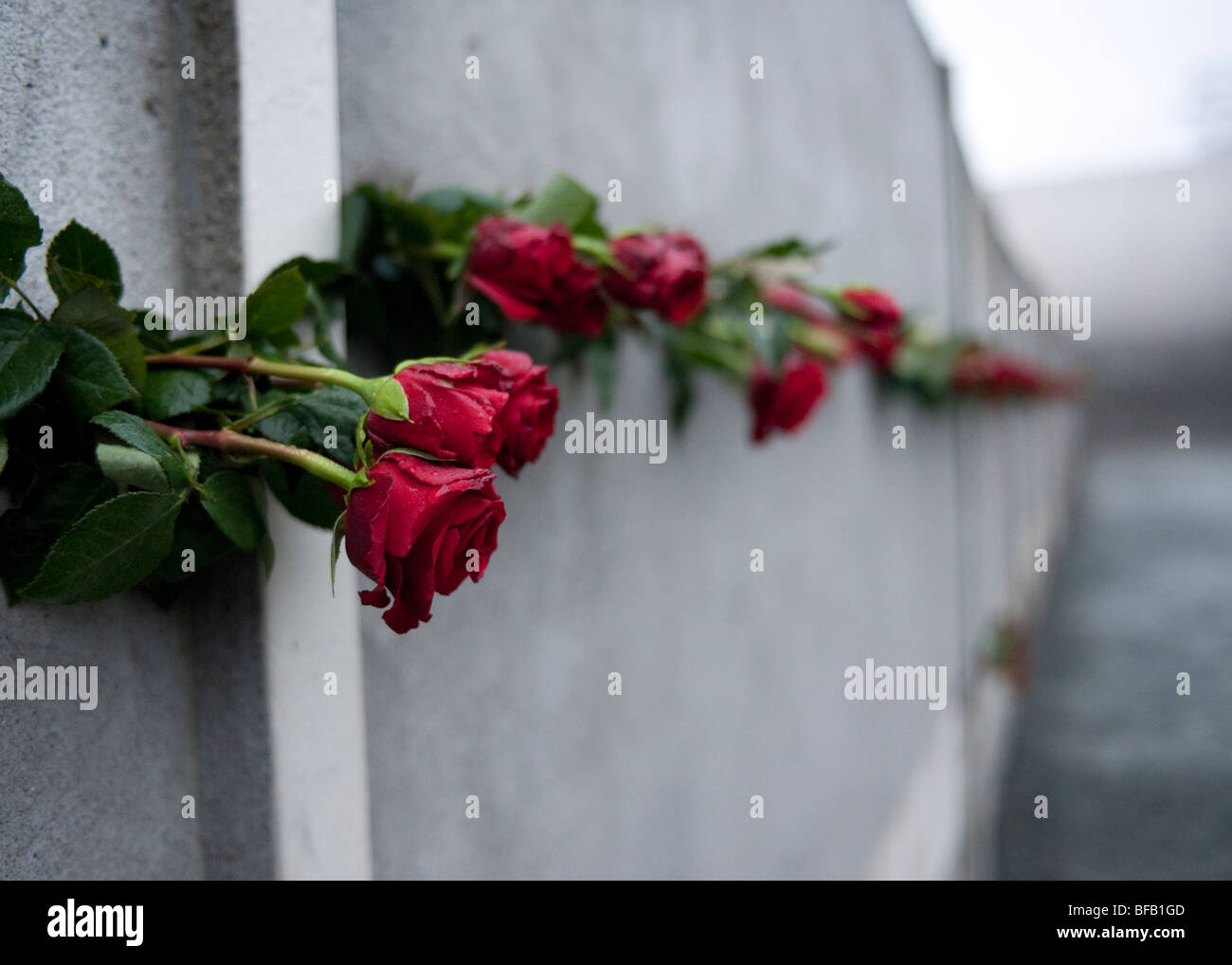 red roses in Berlin Wall on 20th anniversary of the fall of the wall to ...