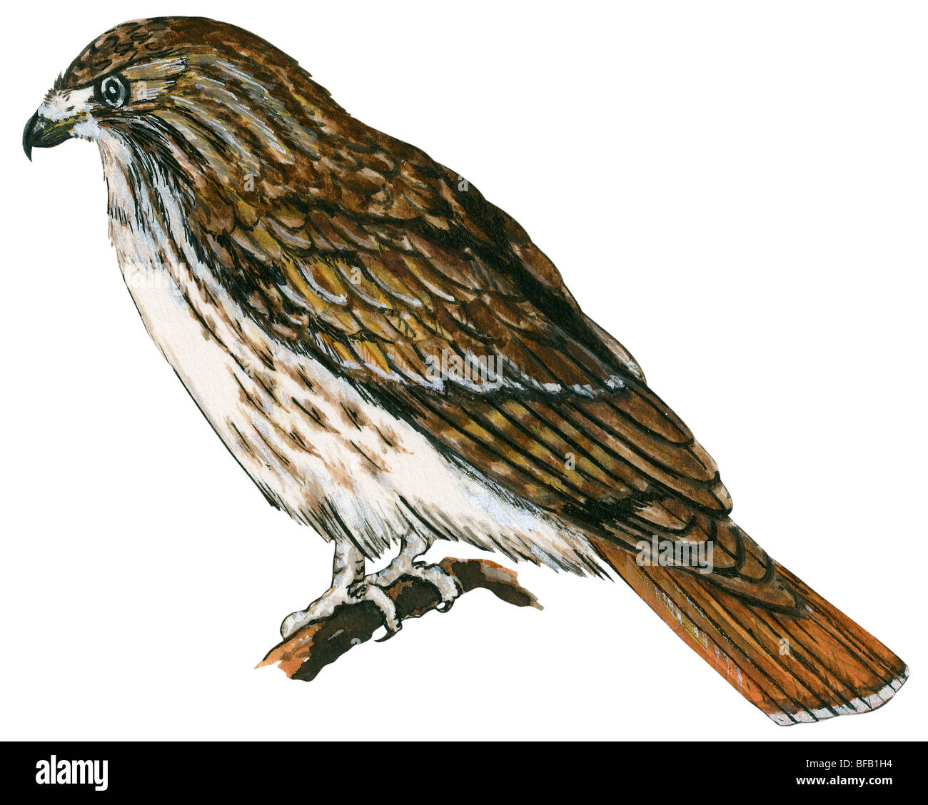 The red tailed hawk Cut Out Stock Images & Pictures - Alamy