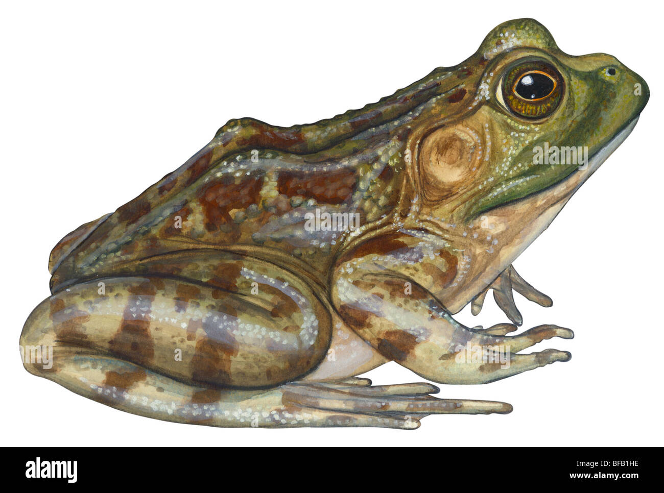 North american bull frog Cut Out Stock Images & Pictures - Alamy