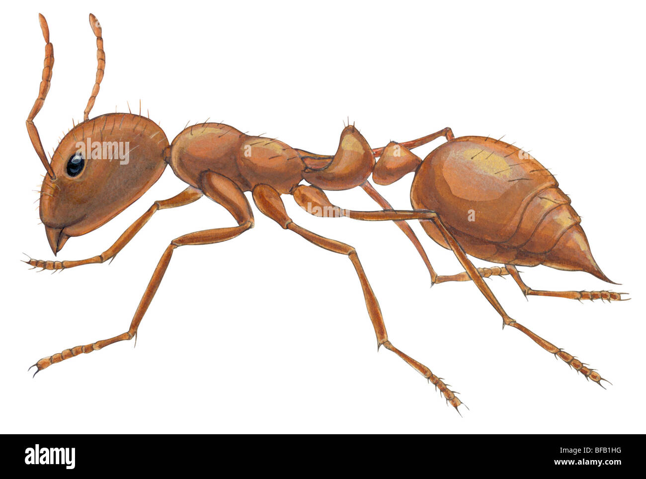 Fire drawings hi-res stock photography and images - Alamy