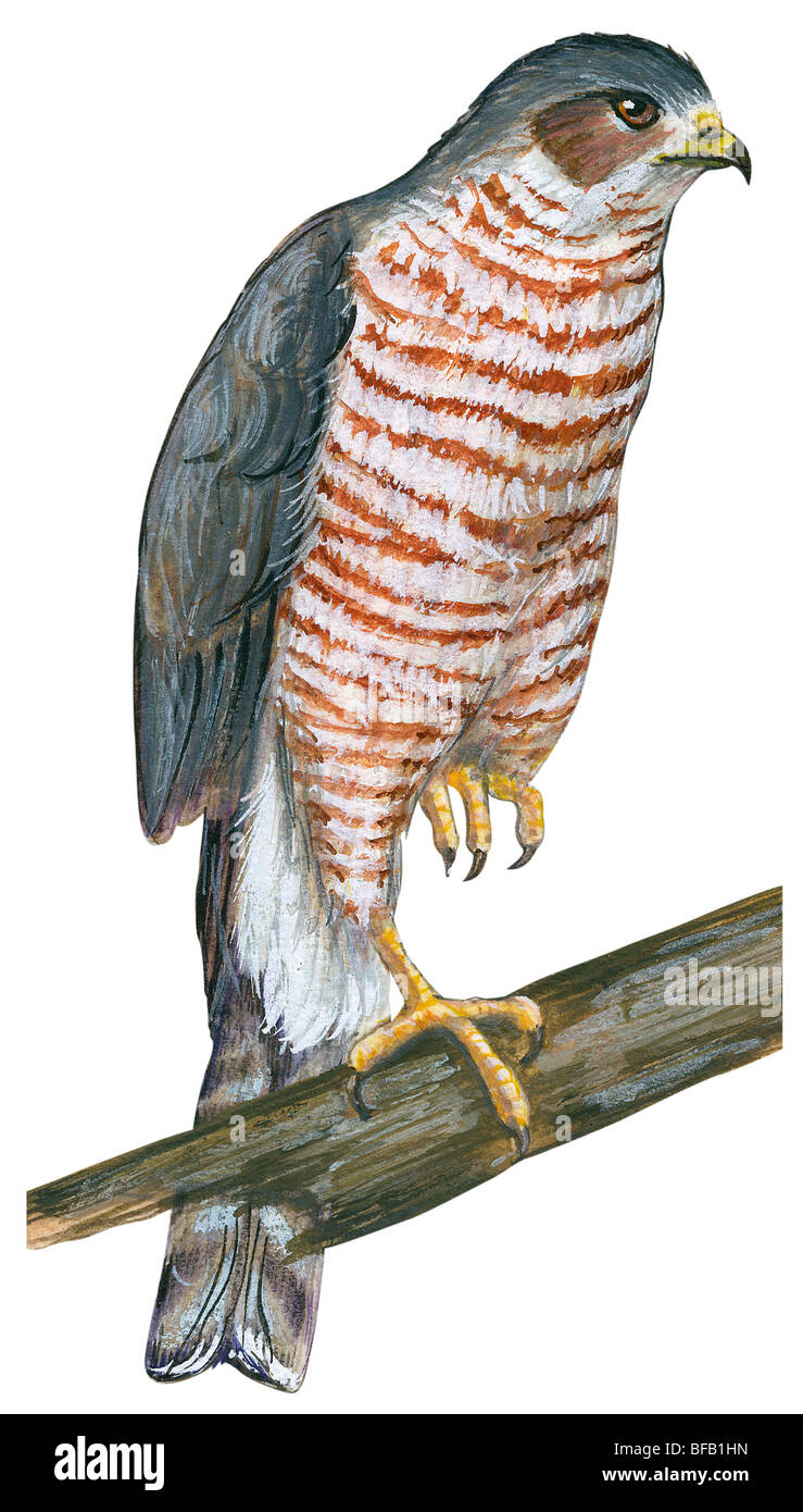 Hawk illustration hi-res stock photography and images - Alamy