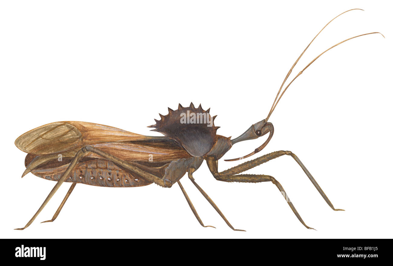 Bug illustration hi-res stock photography and images - Alamy