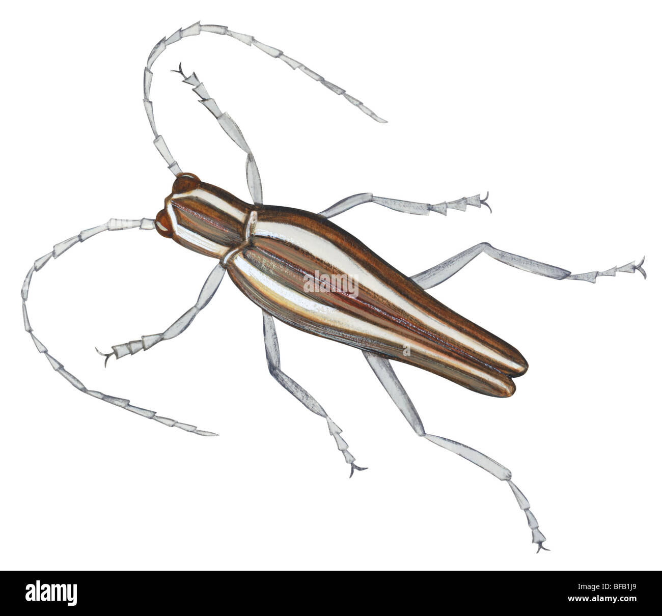 Apple tree borer hi-res stock photography and images - Alamy