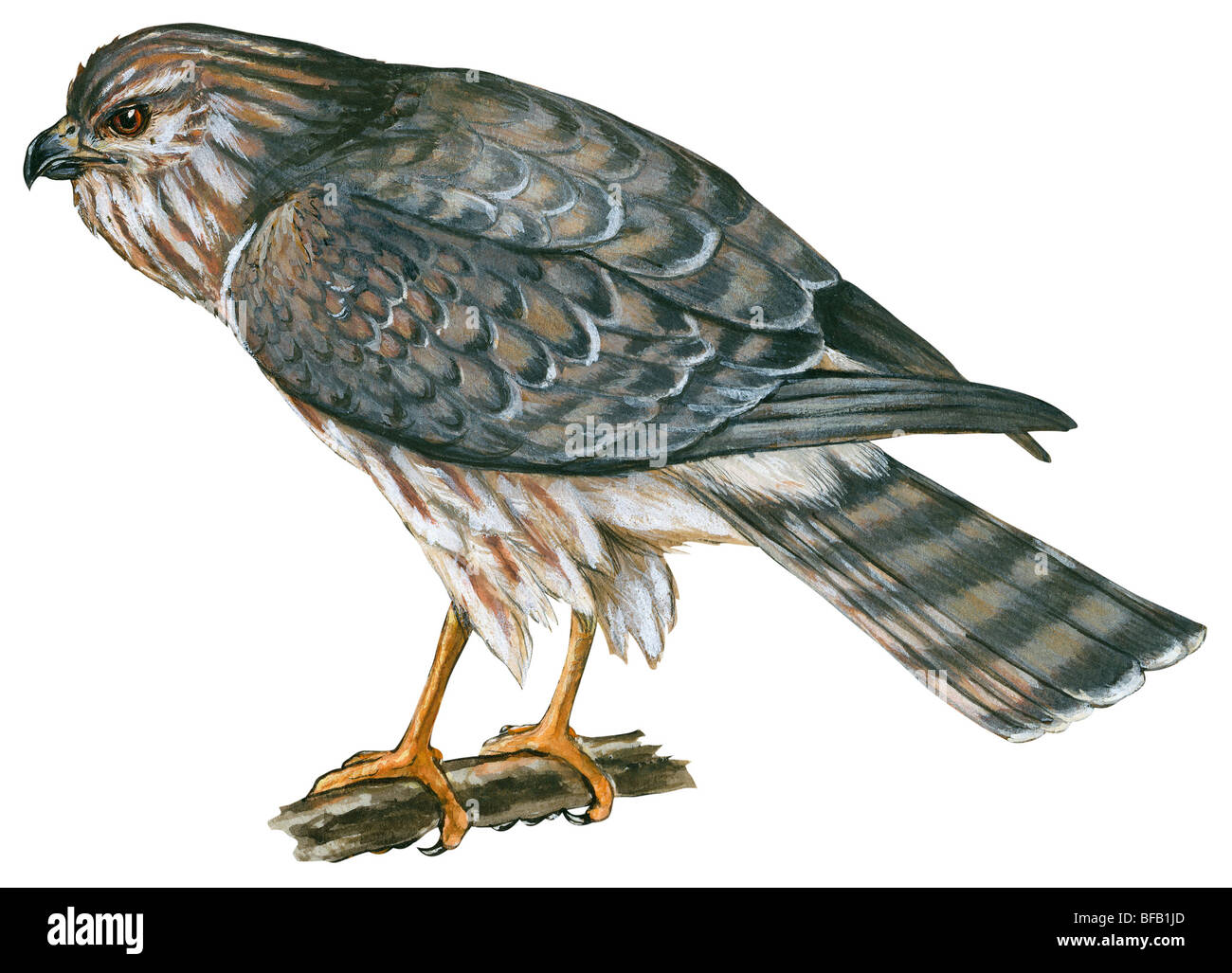 Marsh hawk Cut Out Stock Images & Pictures - Alamy